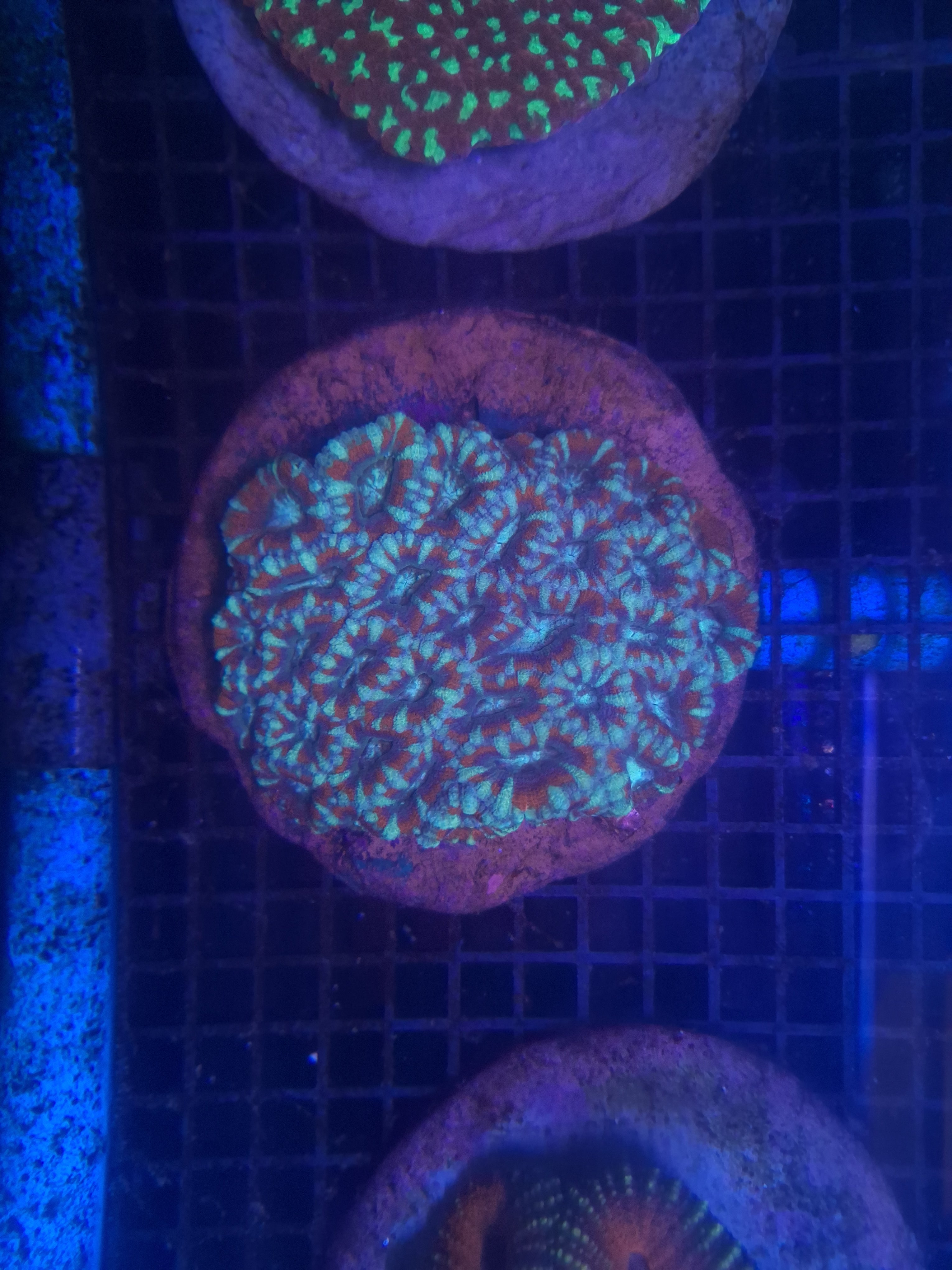 Acan- Red Blue Stripped Frags – Coastal Pets
