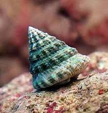 Pyramid snail – Coastal Pets