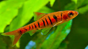 Barb-African Banded – Coastal Pets